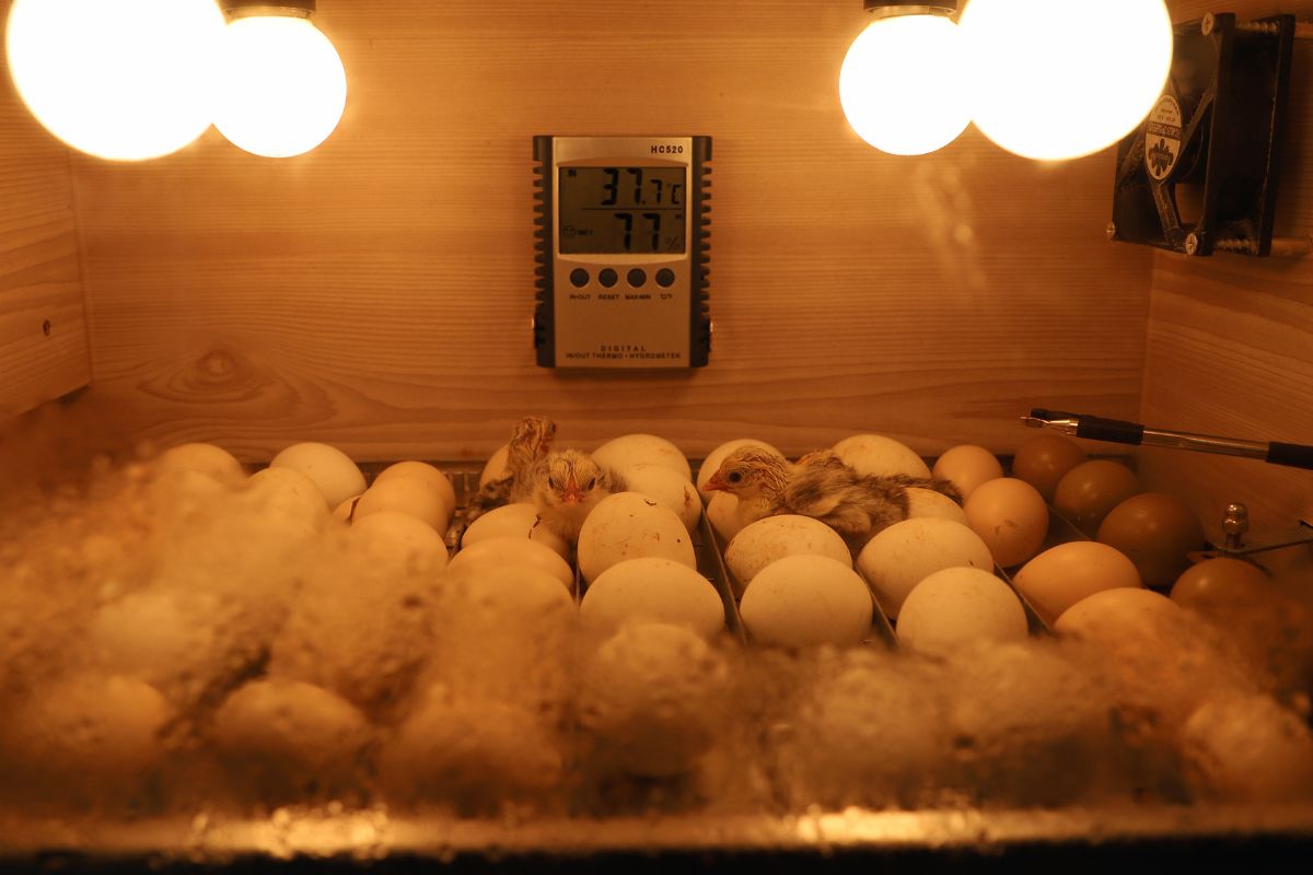 Parakeet Laying Eggs - What Should I Do - Petsmopolitan