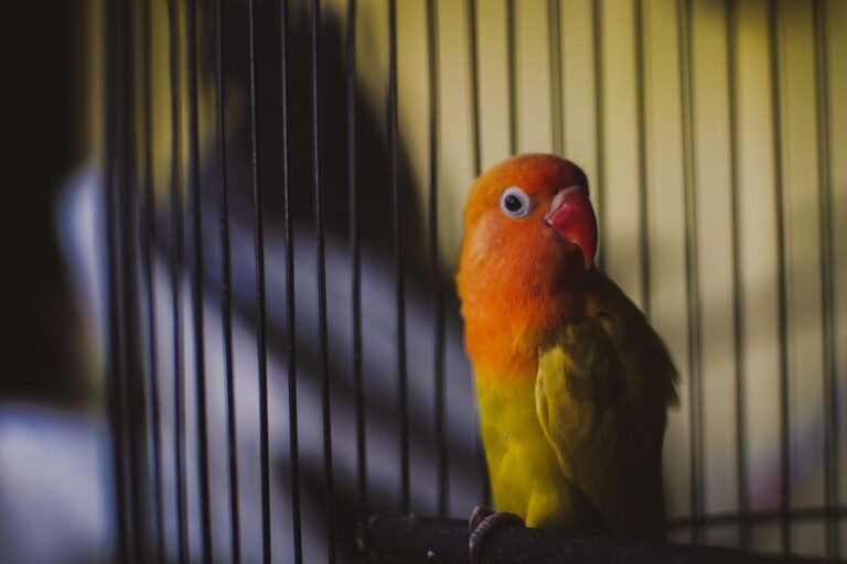 Is My Parakeet Scared of Me - Causes & What to Do About It - Petsmopolitan