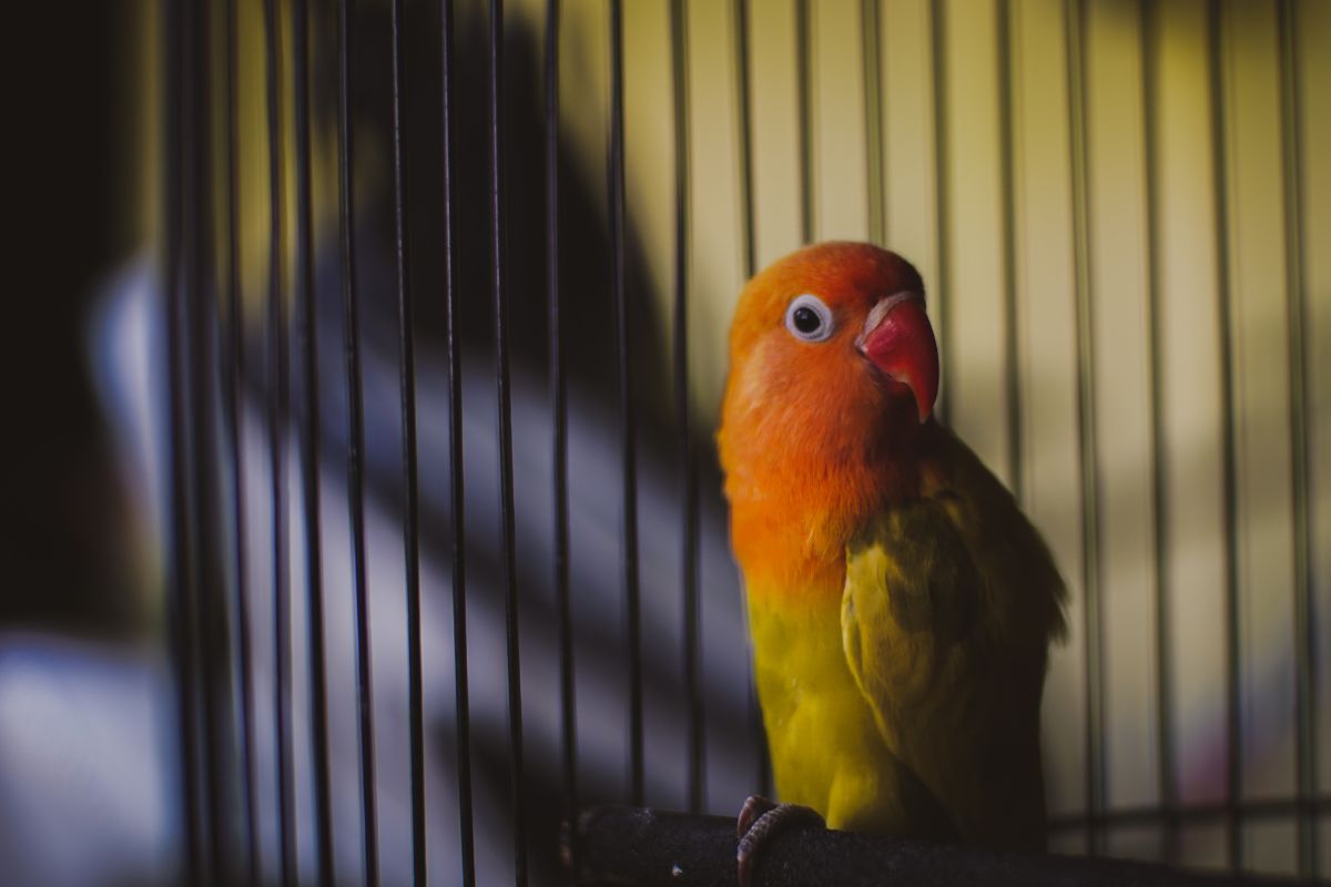 Is My Parakeet Scared of Me - Causes & What to Do About It - Petsmopolitan