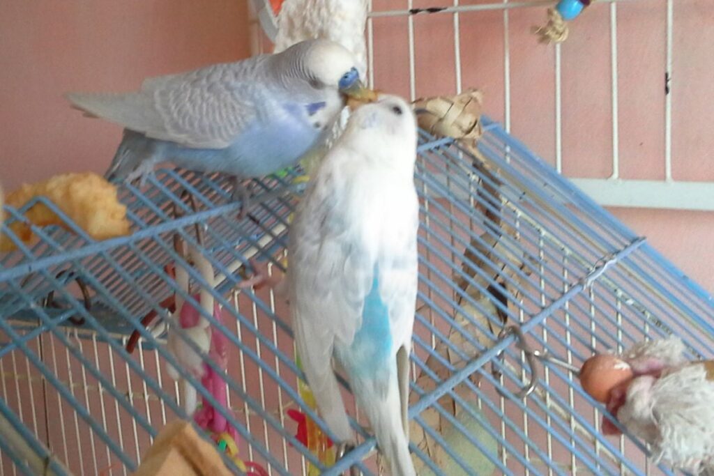 Can Parakeets Live Outside - Tips & Safety Considerations - Petsmopolitan