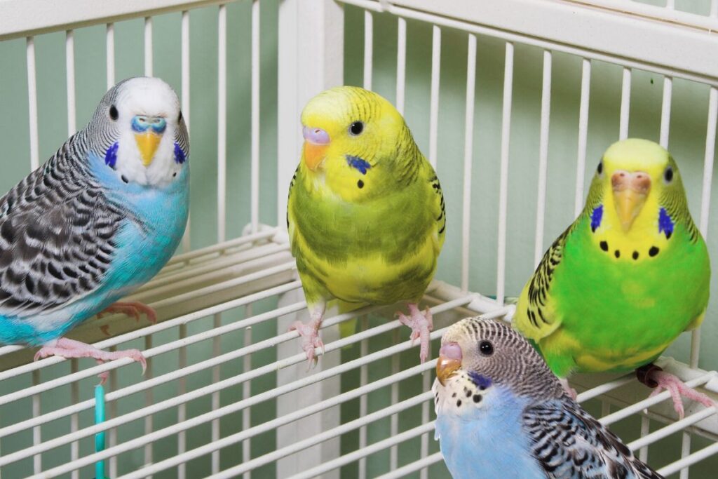How Can You Tell the Age of a Parakeet - Petsmopolitan