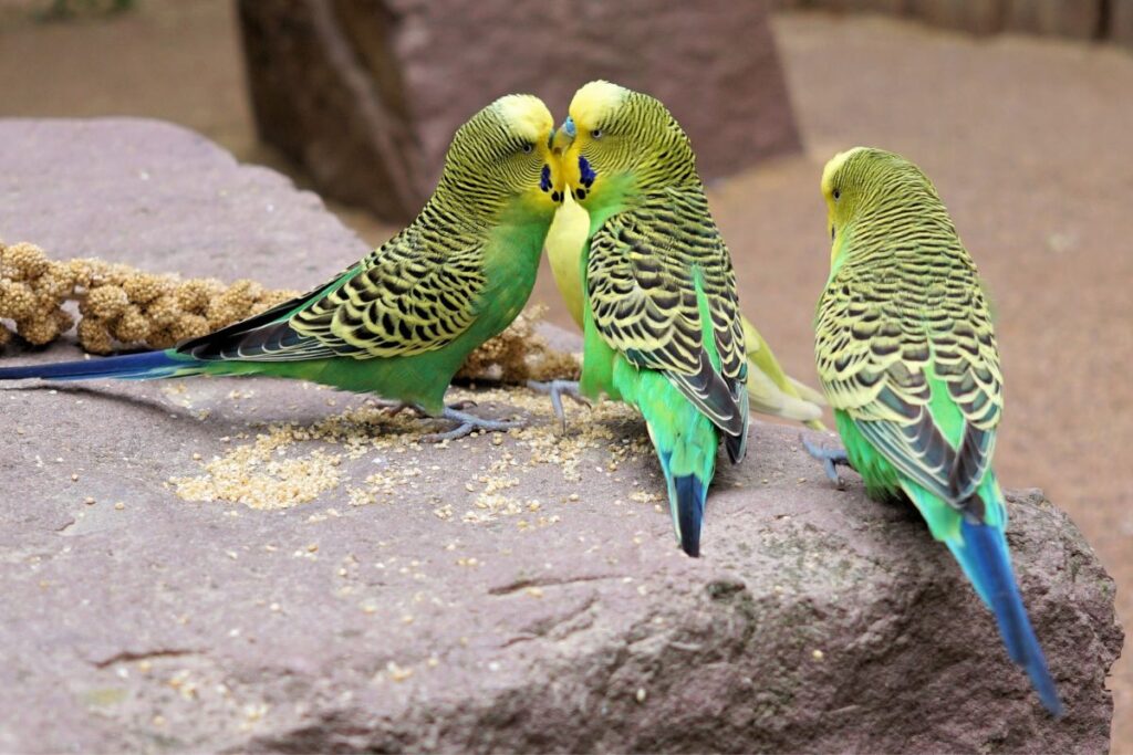 Can Parakeets Live Outside - Tips & Safety Considerations - Petsmopolitan