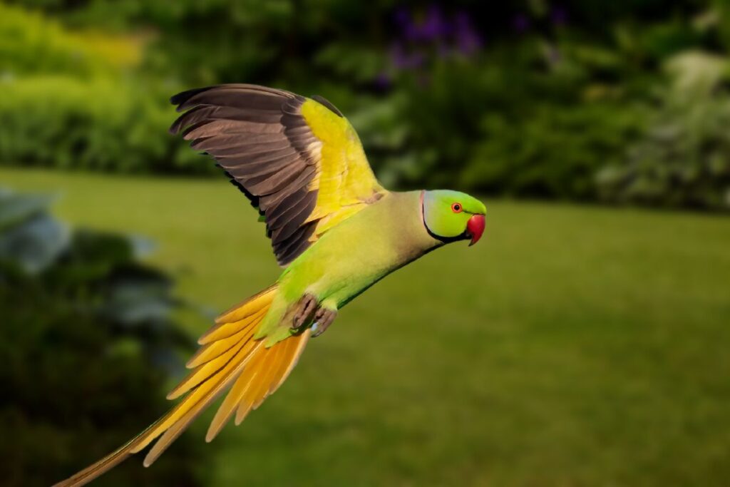 How Can You Tell the Age of a Parakeet - Petsmopolitan