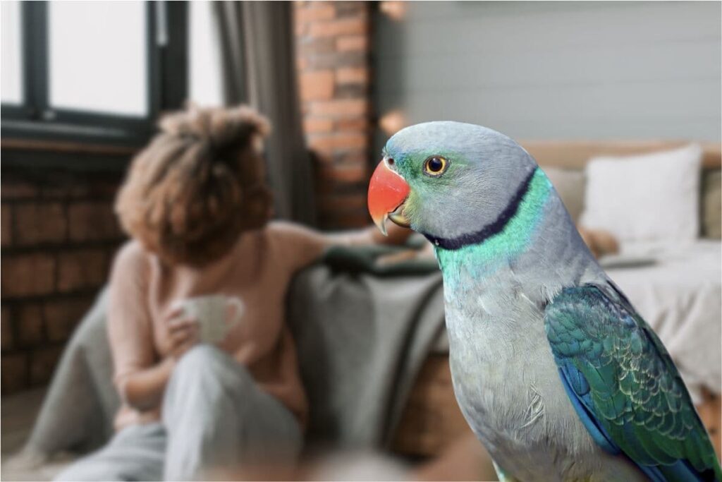 Can Parakeets Live Outside - Tips & Safety Considerations - Petsmopolitan