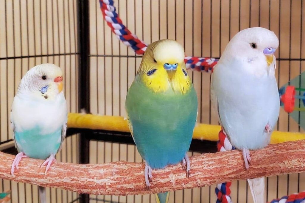 Can Parakeets Live Outside - Tips & Safety Considerations - Petsmopolitan