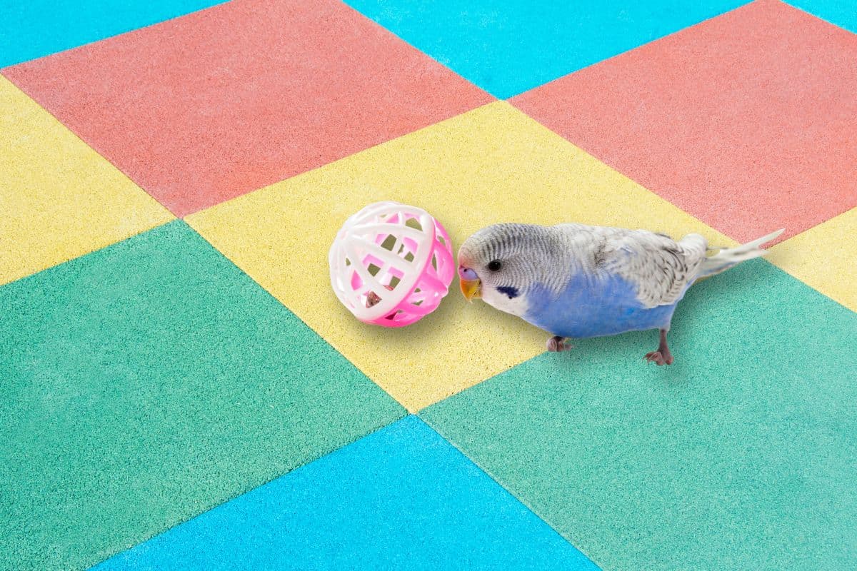 How Can You Tell If a Parakeet is Happy - Petsmopolitan
