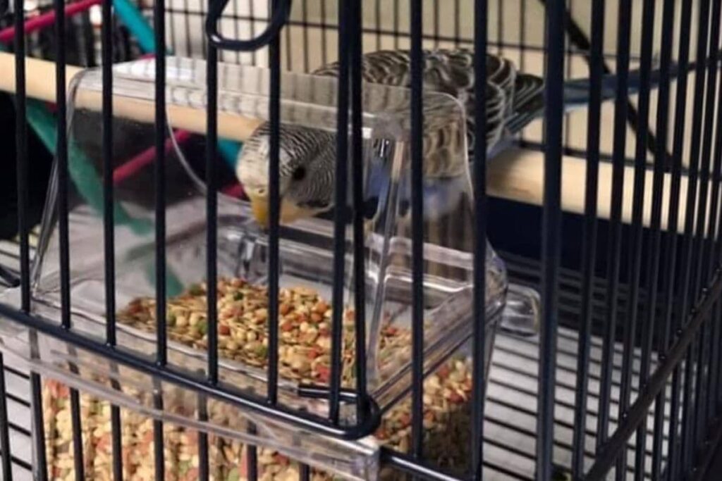 How Can You Tell the Age of a Parakeet - Petsmopolitan