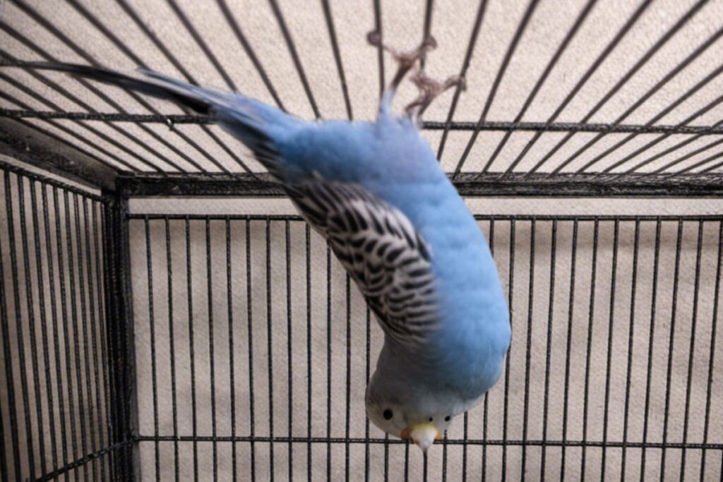 How Can You Tell the Age of a Parakeet - Petsmopolitan